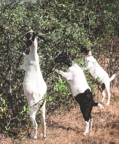 Goats farming in Uganda as an Agribusiness venture-The Farm Uganda