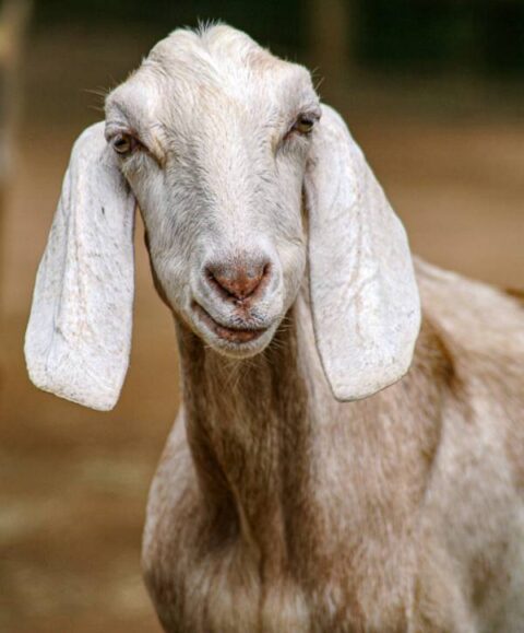 Goats farming in Uganda as an Agribusiness venture-The Farm Uganda